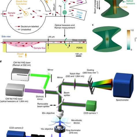 An Automated Raman Based Platform For The Sorting Of Live Cells By