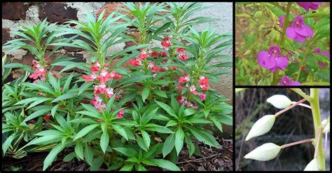 Health Benefits And Medicinal Uses Of Garden Balsam Kamantigue Dr