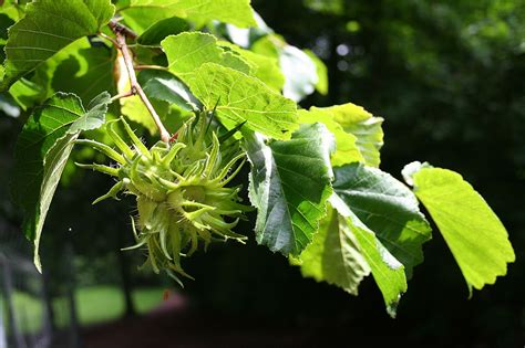 18 Turkish Filbert Tree Facts