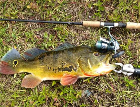 Speckled Peacock Bass Hunting Fishing Freshwater Fish Peacock Bass