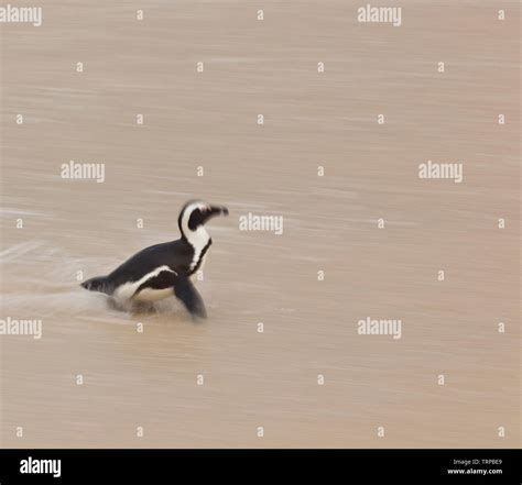 PingÜino Del Cabo Spheniscus Demersus Playa De Boulders Parque