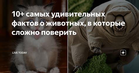 10 самых удивительных фактов о животных в которые сложно поверить