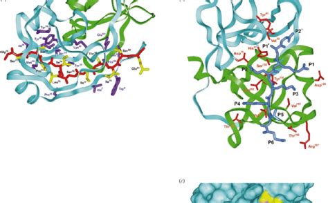 Structural Models Of The Ns2b Cofactor And Substrate Interactions With Download Scientific