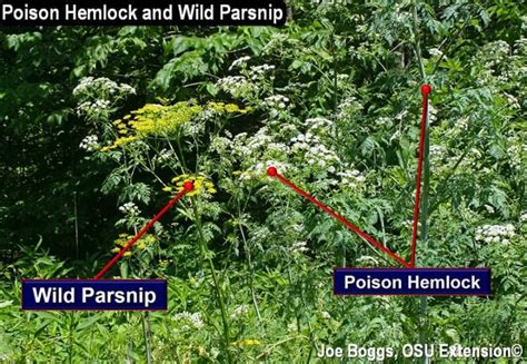 garden greenhouse garden plants growing parsnips wild parsnip