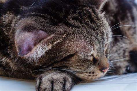 Cat Aural Hematoma Non Surgical Treatment At Elmer Orndorff Blog