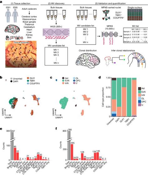 Rahul Nedunuri On Linkedin Cell Type Resolved Mosaicism Reveals Clonal Dynamics Of The Human