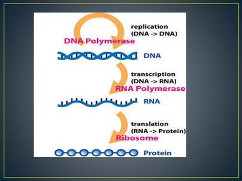 Selection And Screening Of Recombinant Cells And Expression Of Recombinant