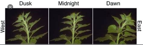 Re생체리듬 Cirdian Rhythm 일주기 리듬 시간생물학 Chronobiology 생리학 생화학 치료적
