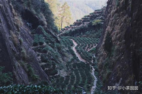 日日行茶分享龙肉九龙窠肉桂 知乎