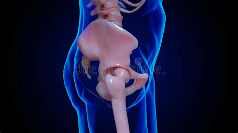 Human Skeleton Anatomy Hip Joint Bones For Medical Concept 3d Rendering