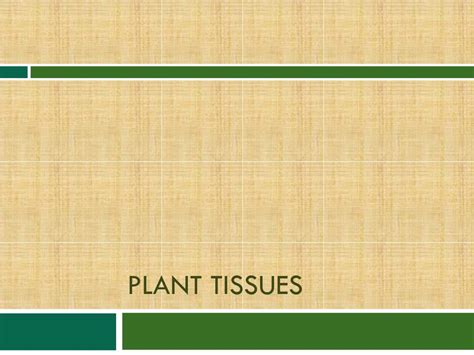 Ppt Plant Tissues And Organs Powerpoint Presentation