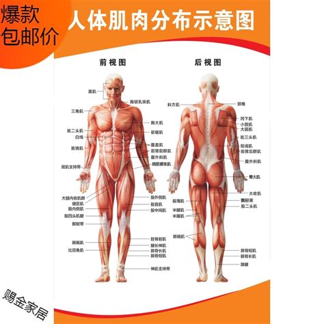 全身肌肉分布图解 千图网