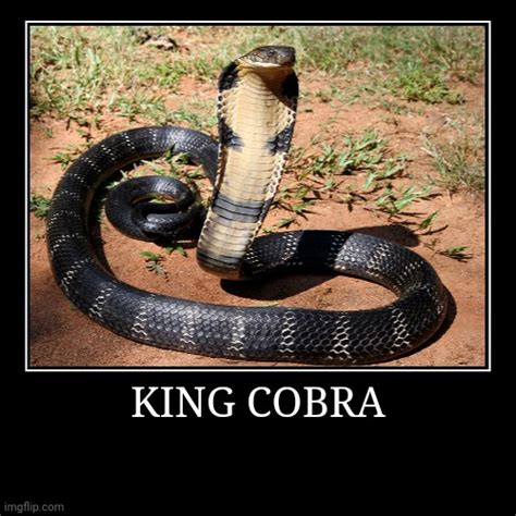 King Cobra Orlando Memes