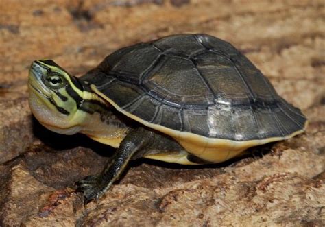 Asian Box Turtle Alchetron The Free Social Encyclopedia
