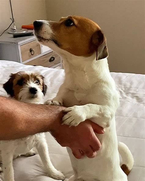 Mikki Mira Banana Jack Russell Mikkimirajrt • Instagram Photos And