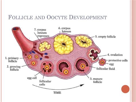 Bsc1010 Intro To Biology I K Maltz Chapter Ppt Download