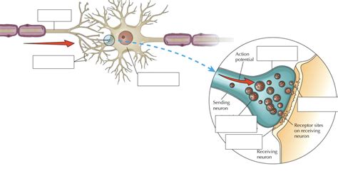 Ch3 And Ch5 Psychology Communication Between Neurons Diagram Quizlet