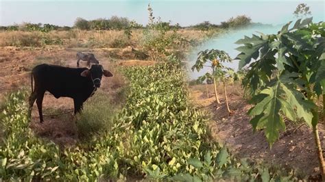 Gadap Town Ata Bhai Ka Farm آئیں سبزیاں اُگائیں Youtube