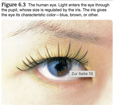Biopsychology Chapter 6 The Visual System Karteikarten Quizlet