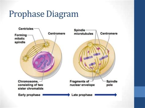 Early Prophase Diagram