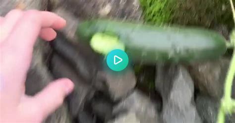 Live Footage Of Me Eating A Cucumber Album On Imgur