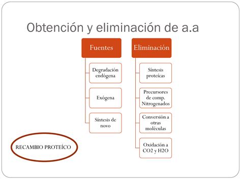 SOLUTION Metabolismo De Las Prote Nas 1 Studypool