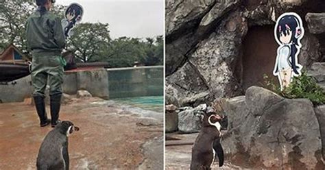 캐릭터와 사랑에 빠진 오덕 펭귄 그림 철거로 낙담