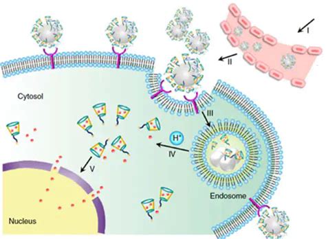 Transformable Liquid Metal Nanomedicine Lin Group Nus