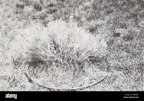 Pubescent Wheatgrass