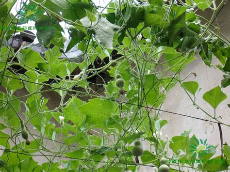 植物图谱 中华药典国医小镇