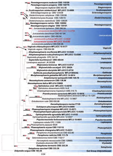 Raxml Tree Based On Analysis Of A Combined Dataset Of Its Lsu And Ssu