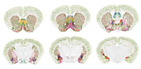 Spatial Mapping Of Cell Types Across The Mouse Brain