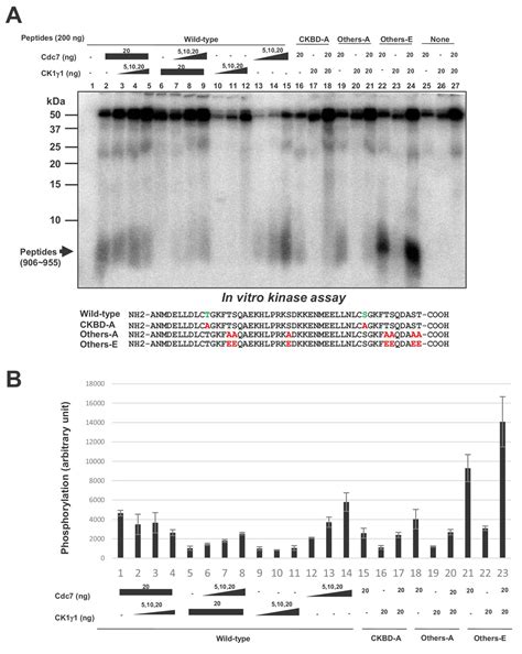Cdc7 Activates Replication Checkpoint By Phosphorylating The Chk1