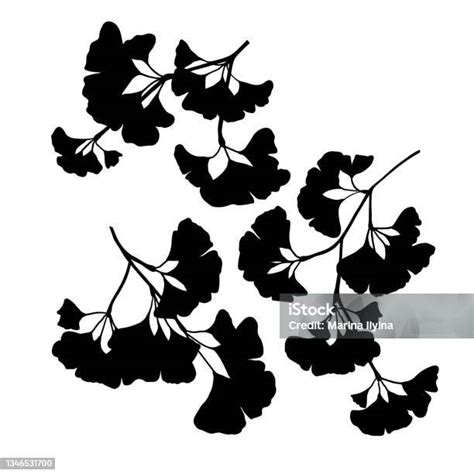 Ilustración De Silueta En Blanco Y Negro De Ramas De Ginkgo Biloba