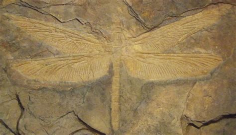 Carboniferous Dragonfly