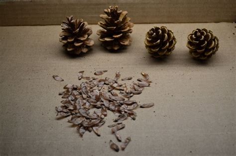 Conifers Seeds