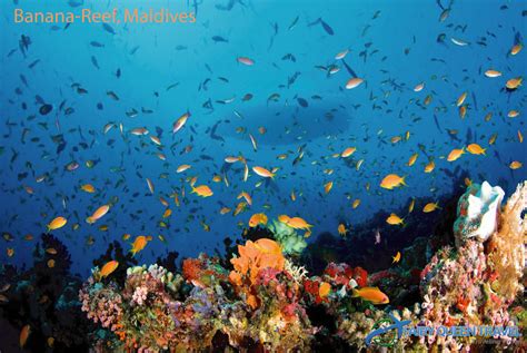 Banana Reef Maldives