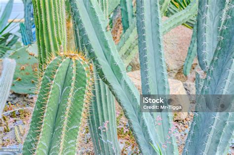 Echinopsis Terscheckii Commonly Known As The Cardon Grande Cactus Or