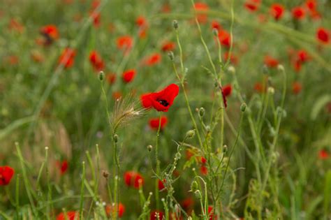 비 아래 빨간 양 귀 비가 꽃 필드의 얕은 깊이입니다 선택적 초점 0명에 대한 스톡 사진 및 기타 이미지 0명 가까운 개화기 Istock