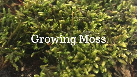 Propagating Moss Setup YouTube