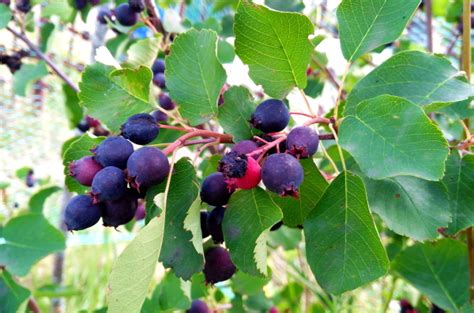 Ирга дерево. Фото, сорта, ягода, посадка, обрезка, размножение, уход