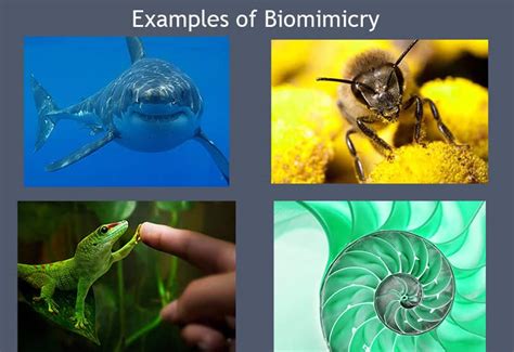 Biomimetics Means God Invented It First Part