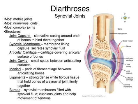 Ppt Articulations Powerpoint Presentation Id4438094