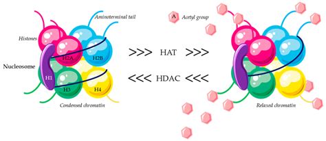 Histone Deacetylases Function Download Scientific Diagram