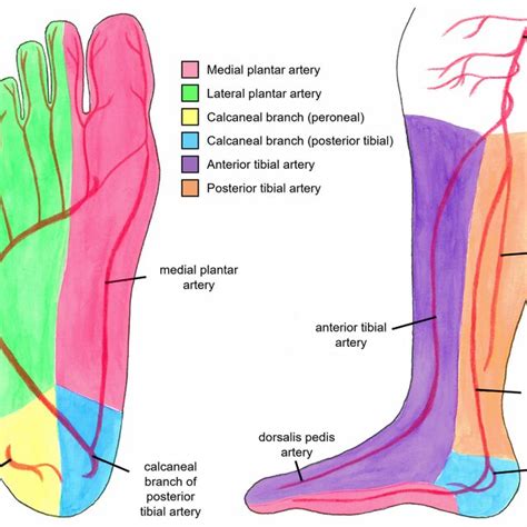 Rutherford Classification Rc Of Peripheral Artery Disease And