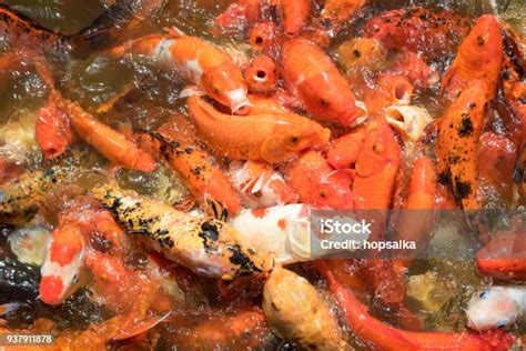 화려한 일본 잉어 연못에 물고기 잉어 잉어 크롤 링 하 고 음식에 대 한 경쟁 경쟁에 대한 스톡 사진 및 기타 이미지 경쟁 고여 있는 물 과델로프 Istock