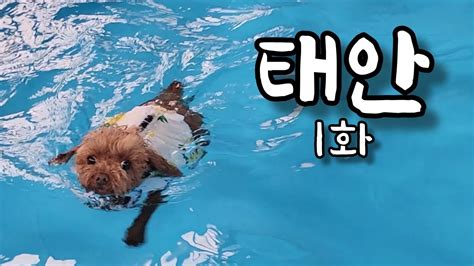 태안여행 수영하는 강아지 Youtube