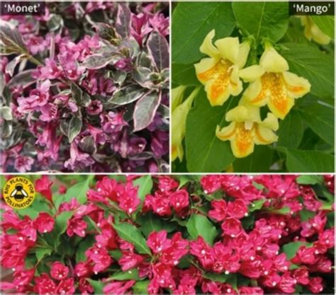 Weigela Assorted Weigela Assorted Weigela Shades Of Green Inc