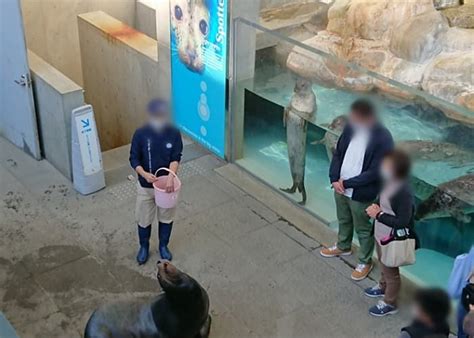 눈앞에서 바다사자가 밥 먹는 모습 부러운지 오리발 들고 빤히 쳐다보고 있는 두 바다표범