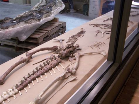Can Carbon Dating Be Used On Dinosaur Fossils Spoiler Not Really